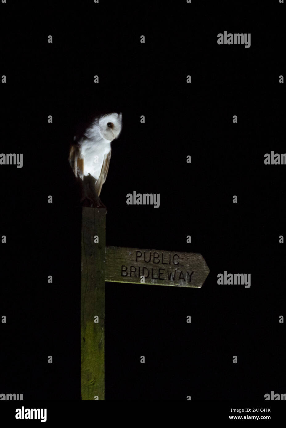 Night hunting bird hi-res stock photography and images - Alamy