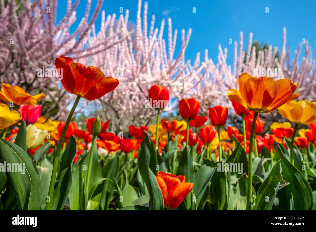 Tulip Top Gardens in Spring, Canberra, ACT, Australia Stock Photo - Alamy