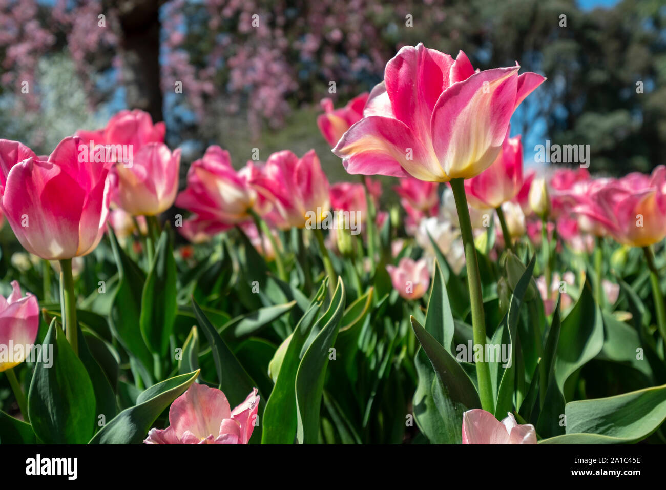 Tulip Top Gardens in Spring, Canberra, ACT, Australia Stock Photo - Alamy