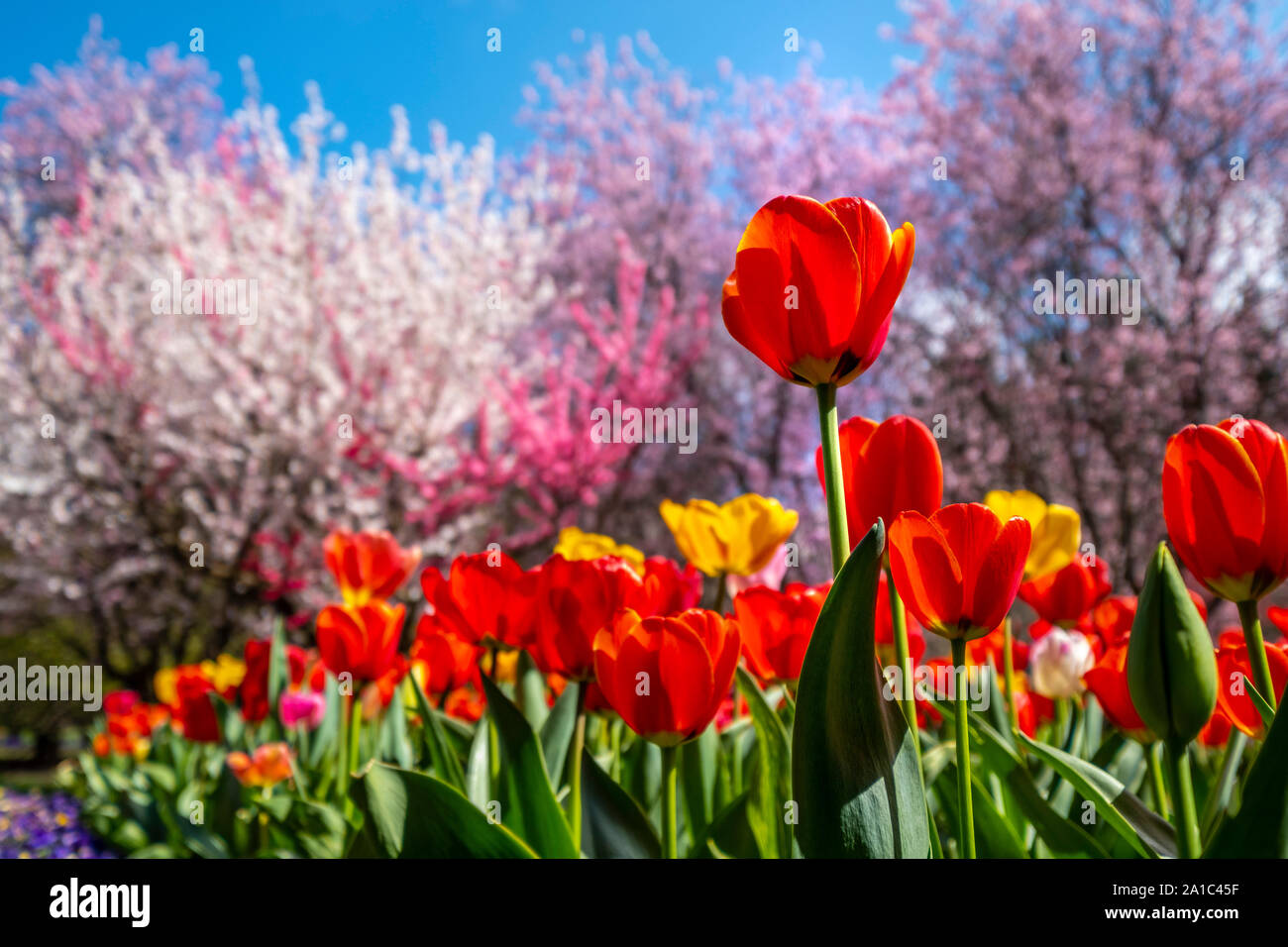 Tulip Top Gardens in Spring, Canberra, ACT, Australia Stock Photo - Alamy