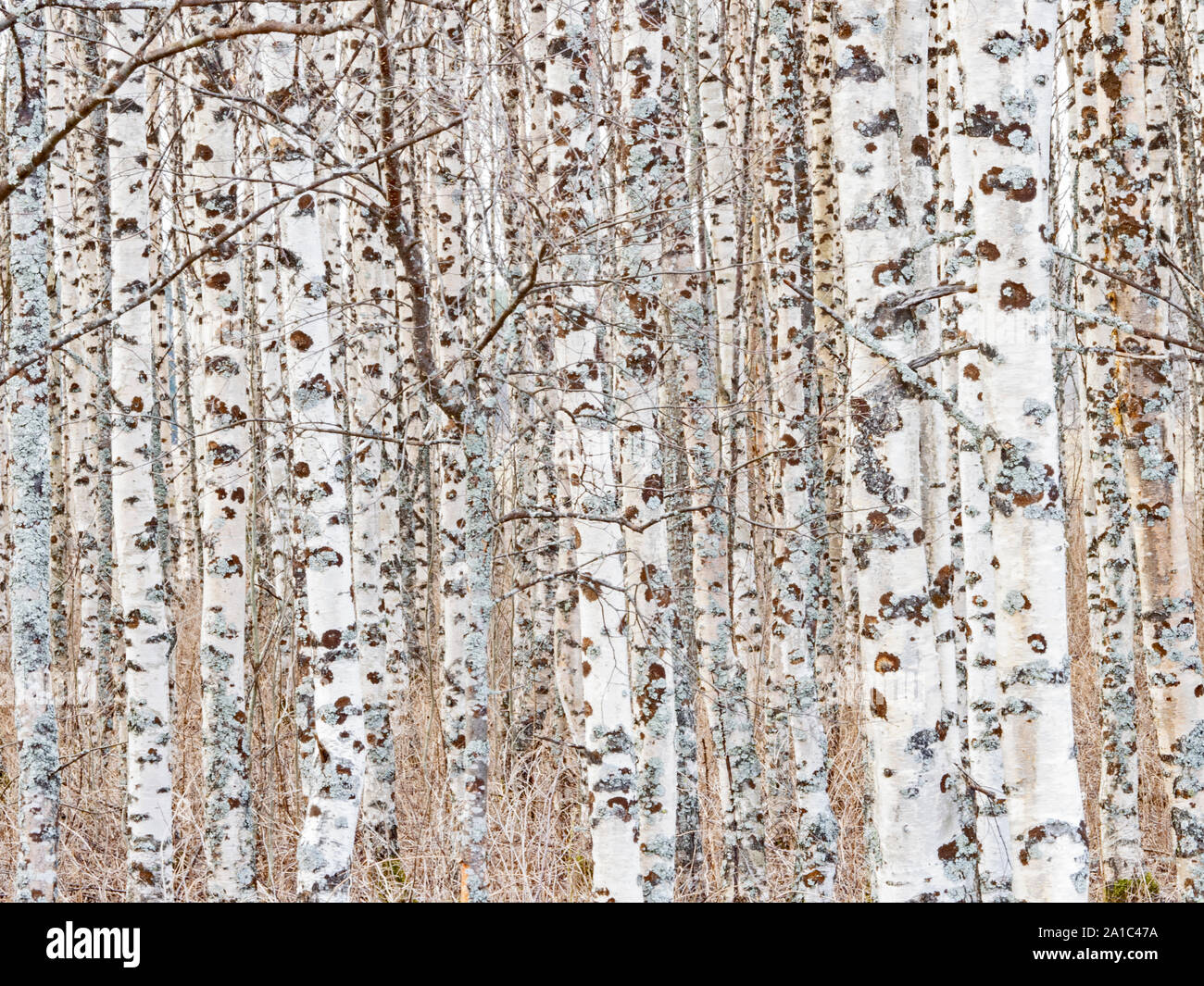Birch forest hi-res stock photography and images - Alamy