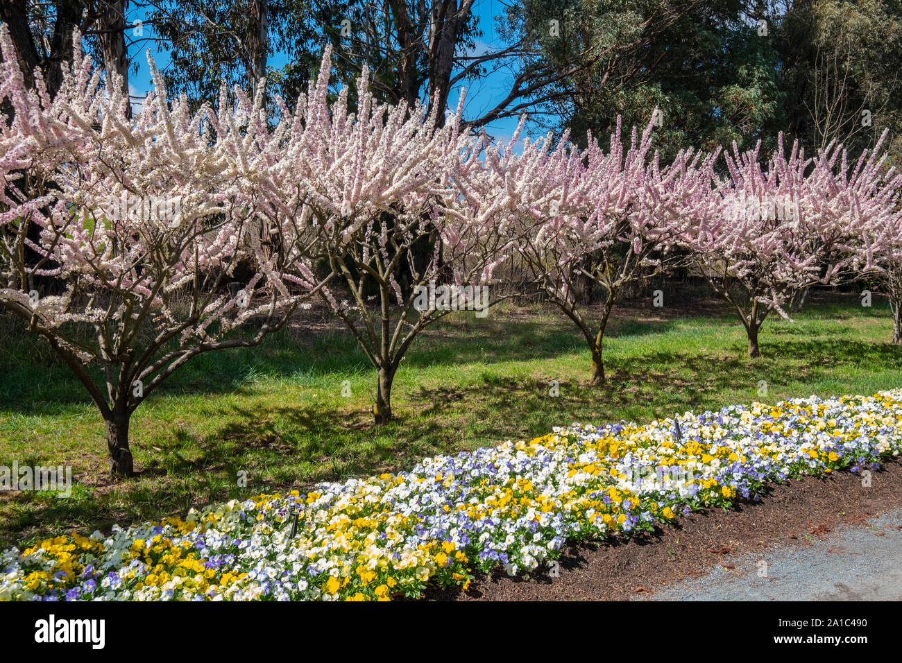 Tulip Top Gardens in Spring, Canberra, ACT, Australia Stock Photo - Alamy