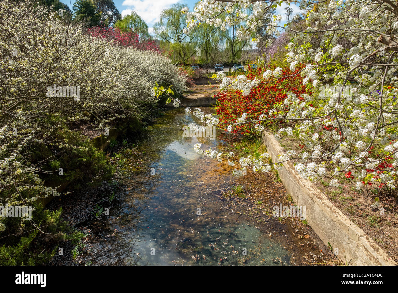 Tulip Top Gardens in Spring, Canberra, ACT, Australia Stock Photo - Alamy
