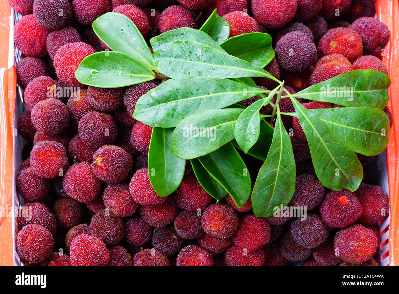 Basket of red berry fruit of Cane Apple Arbutus Unedo Stock Photo - Alamy