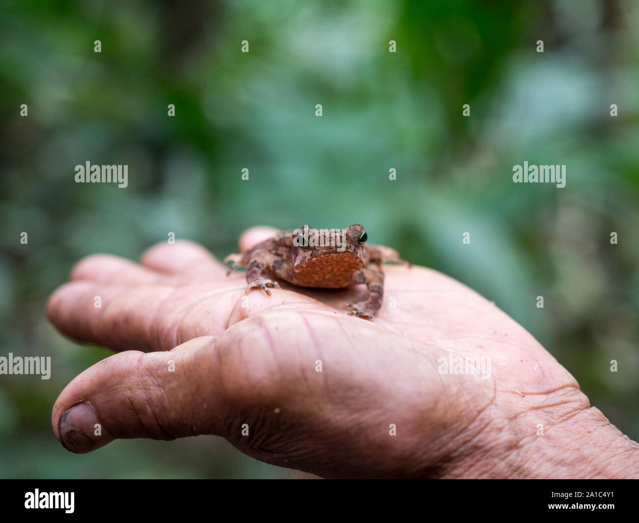 Amazon rainforest frog brazil hi-res stock photography and images - Alamy
