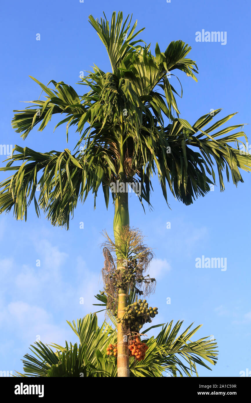 Palmoer hi-res stock photography and images - Alamy