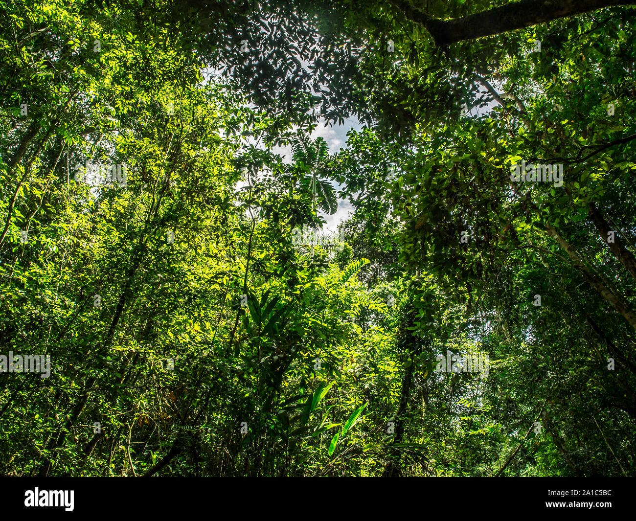 Amazonian jungle - green lungs of the world. Brazil. Peru. Colombia ...
