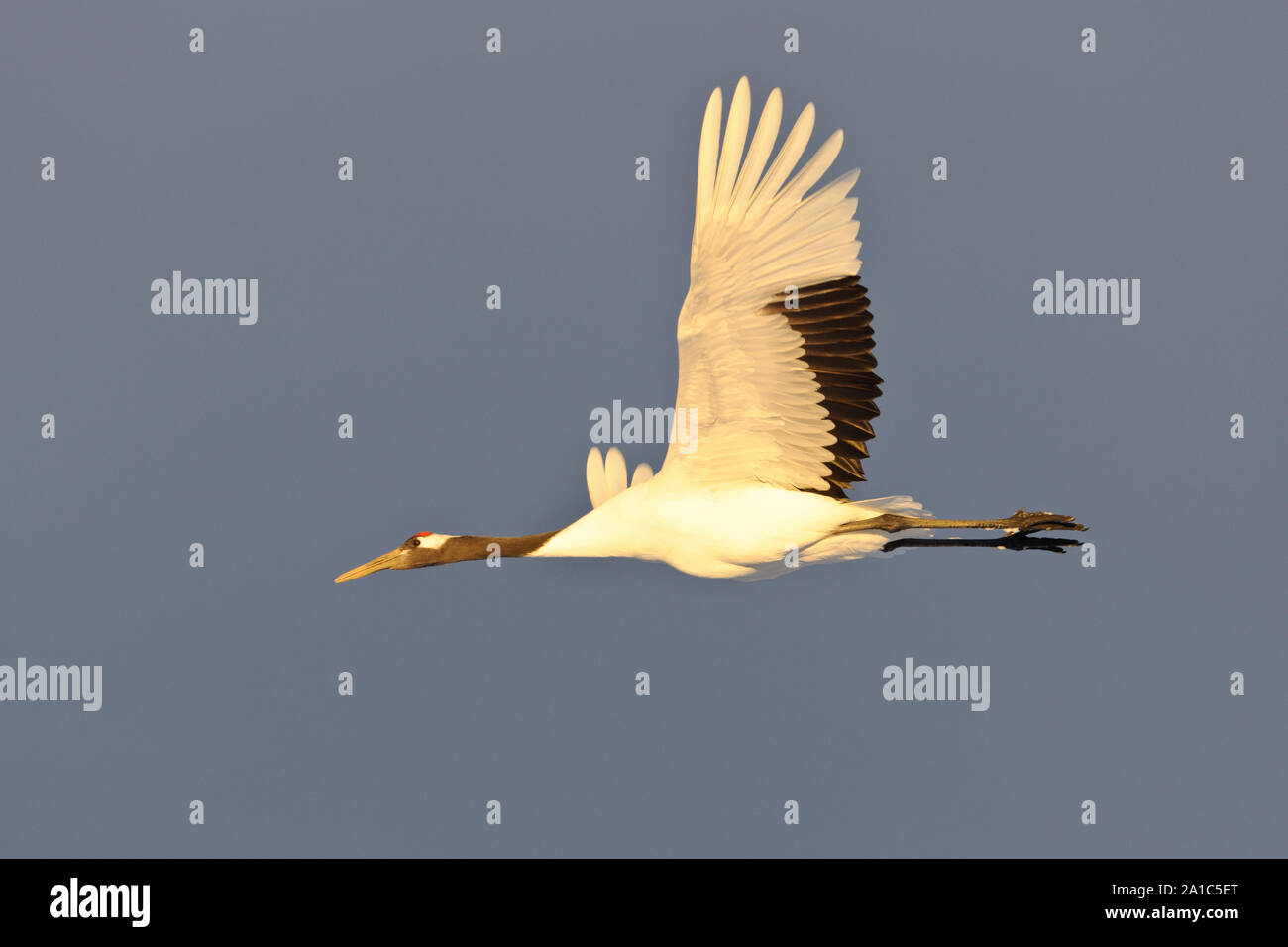 Flying Japanese cranes Stock Photo - Alamy