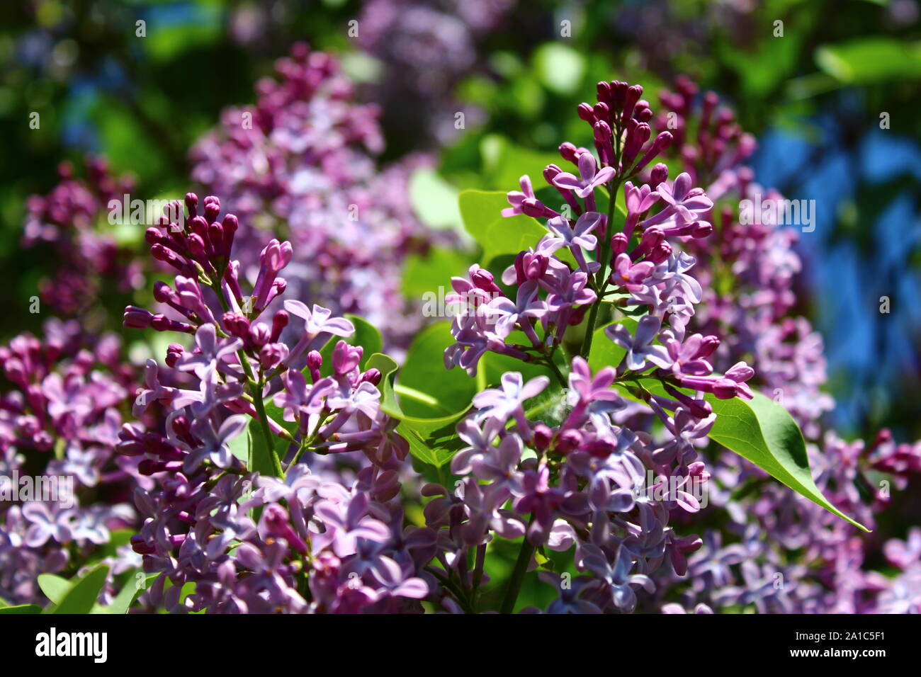 The picture shows beautiful lilac in the garden Stock Photo - Alamy