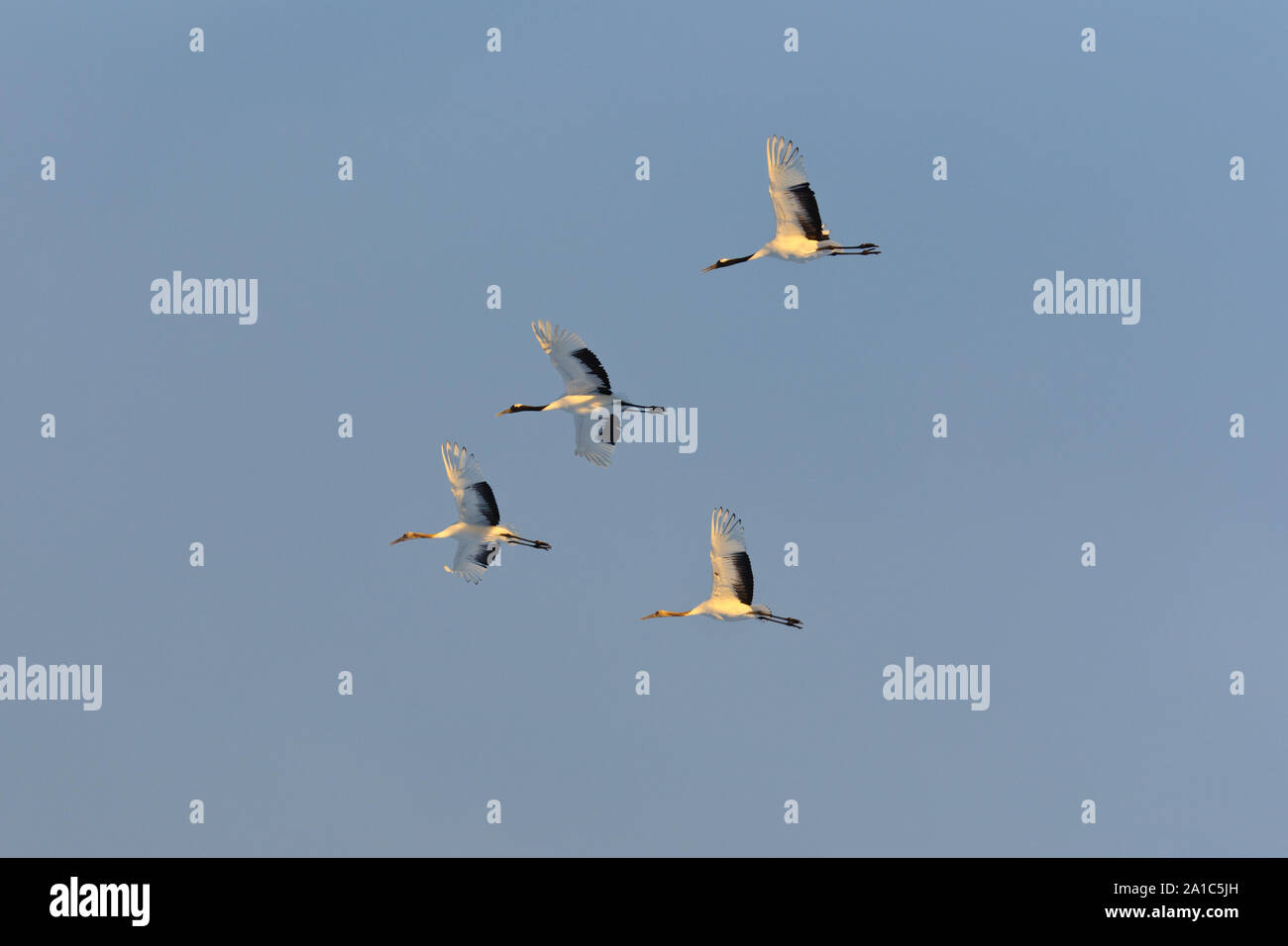 Flying red crowned cranes hi-res stock photography and images - Alamy