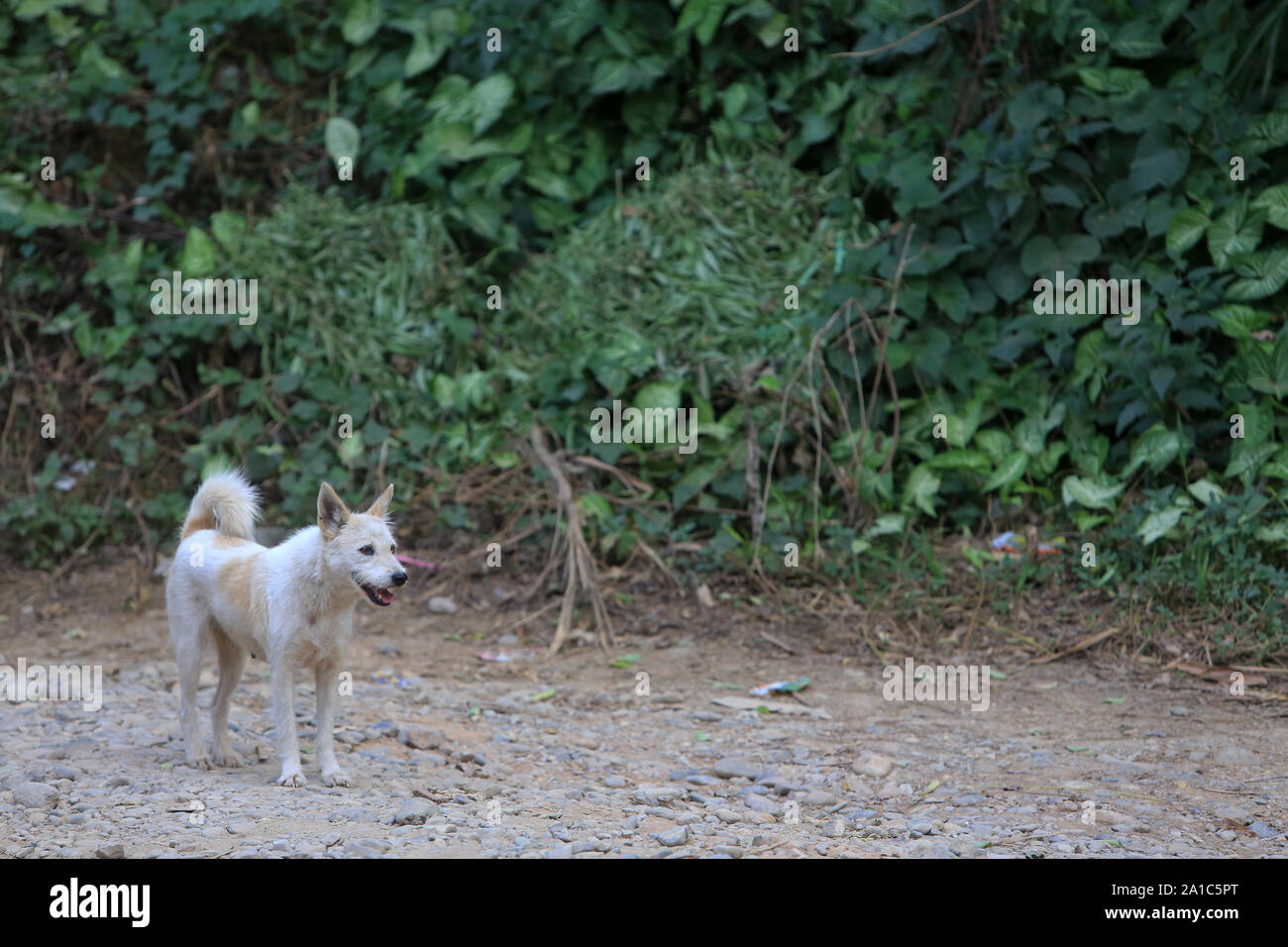 Chien. Vieng Vang. Laos. / Dog. Vieng Vang. Laos Stock Photo - Alamy