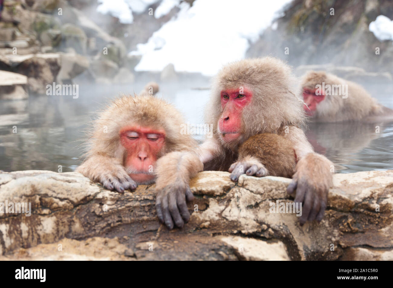 Cute snow monkey hi-res stock photography and images - Alamy
