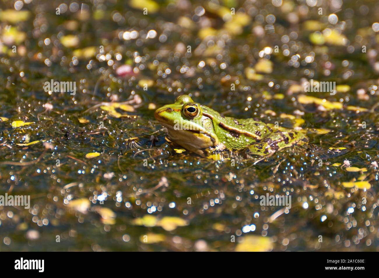 Frog in water Stock Photo - Alamy