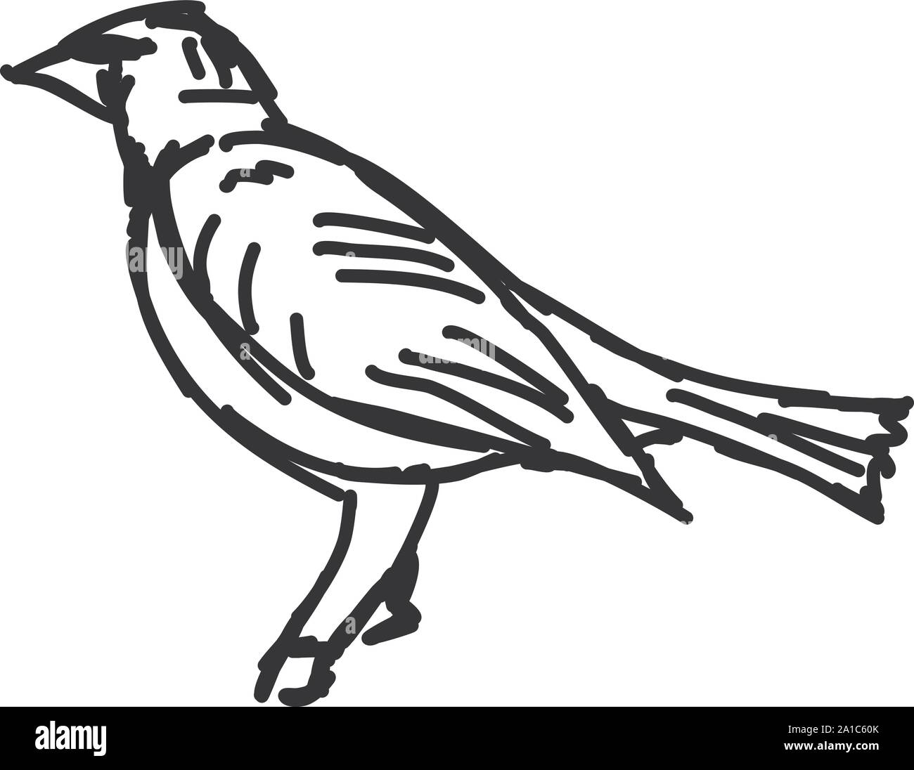 Bird sketch, illustration, vector on white background Stock Vector ...