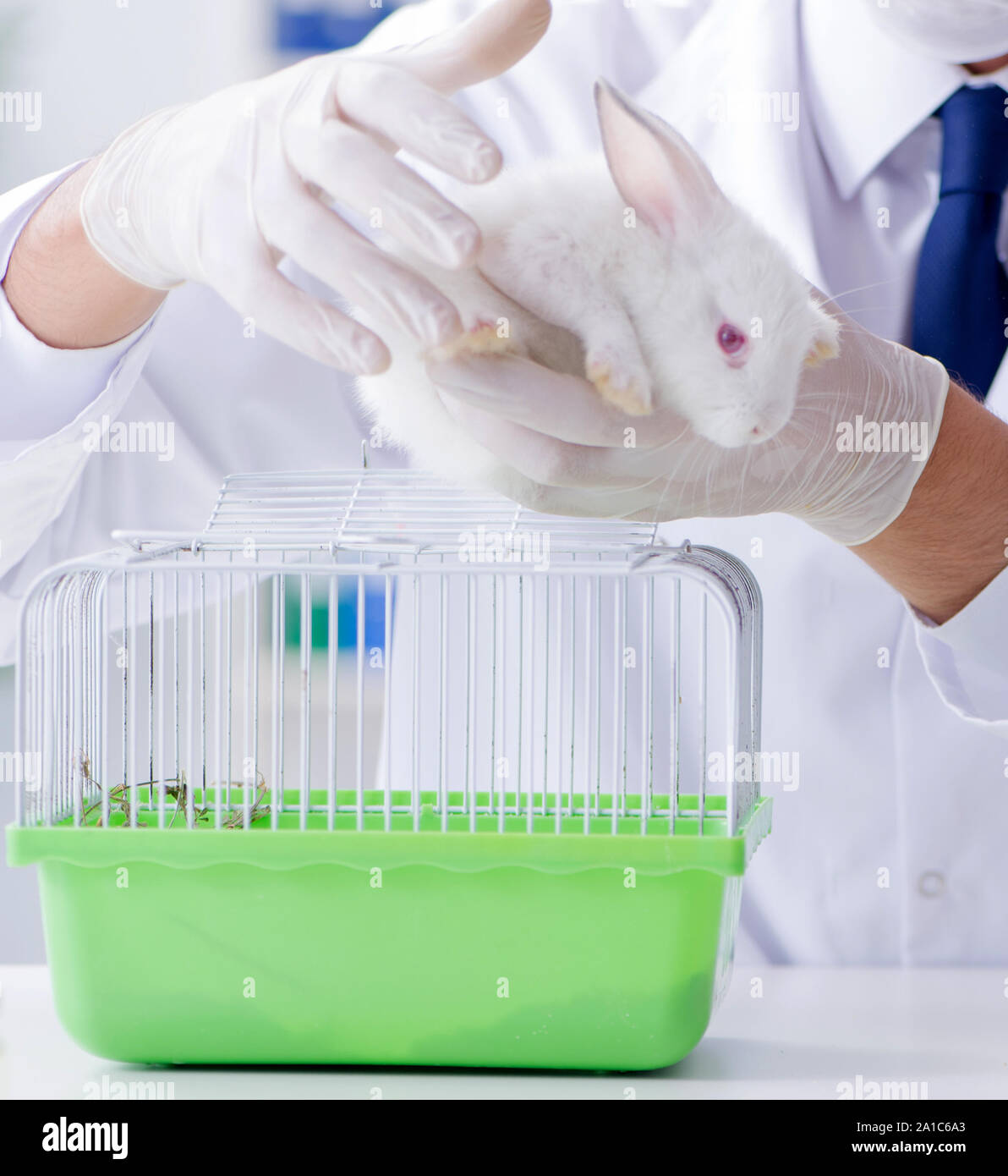 The vet doctor examining rabbit in pet hospital Stock Photo - Alamy