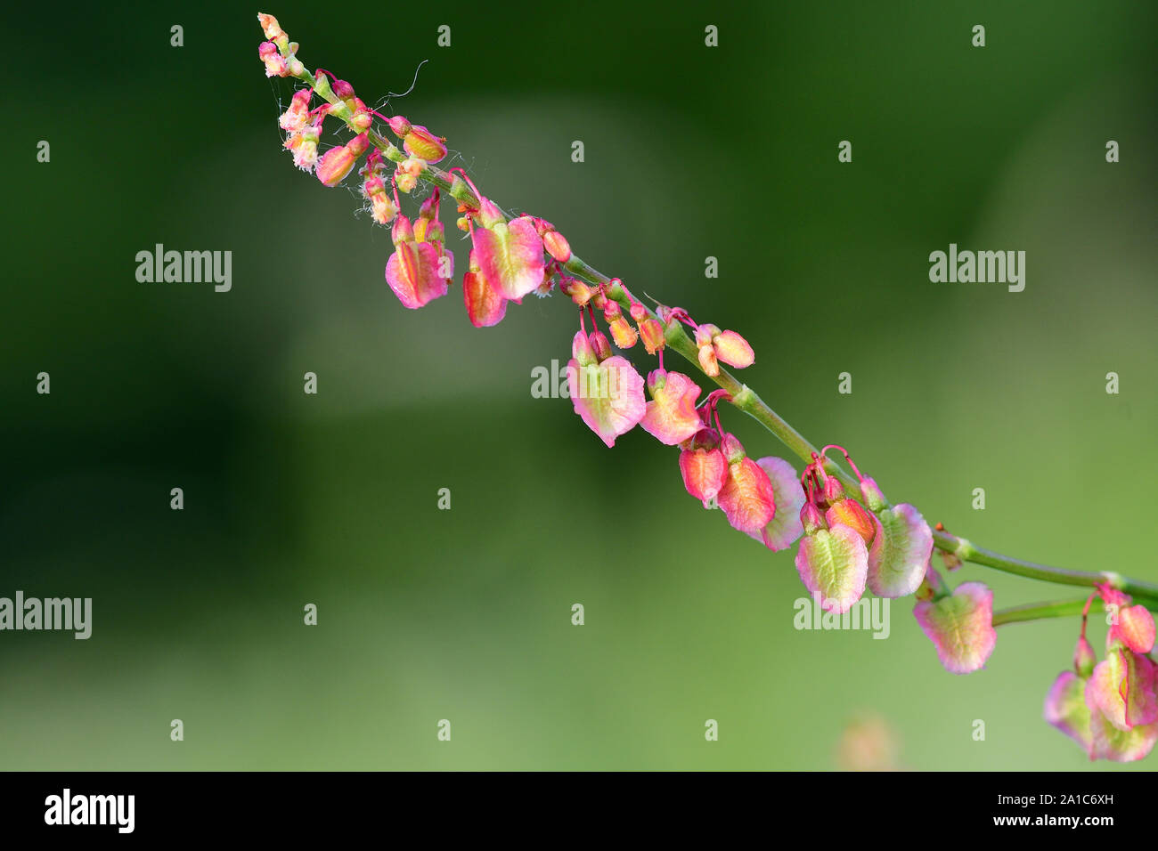 Macro shot of seeds on a common sorrel (rumex) plant Stock Photo - Alamy