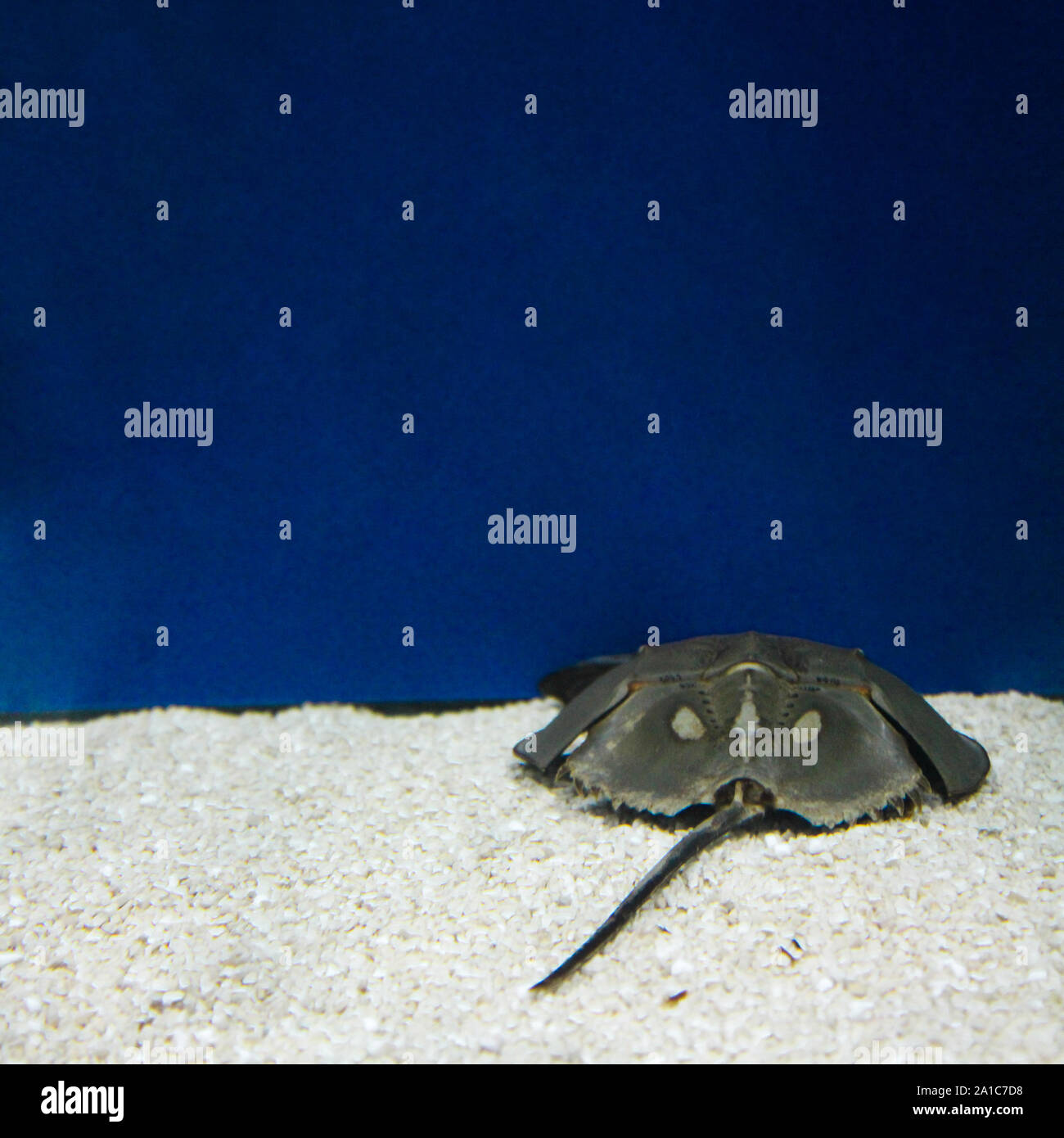 Xiphosura High Resolution Stock Photography and Images - Alamy