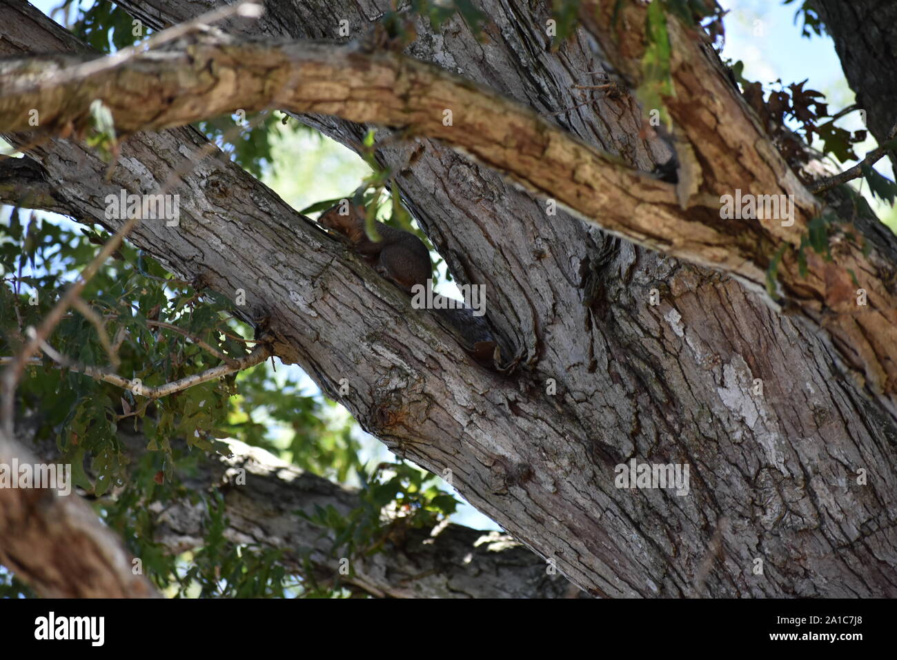 Tan squirrel hi-res stock photography and images - Alamy
