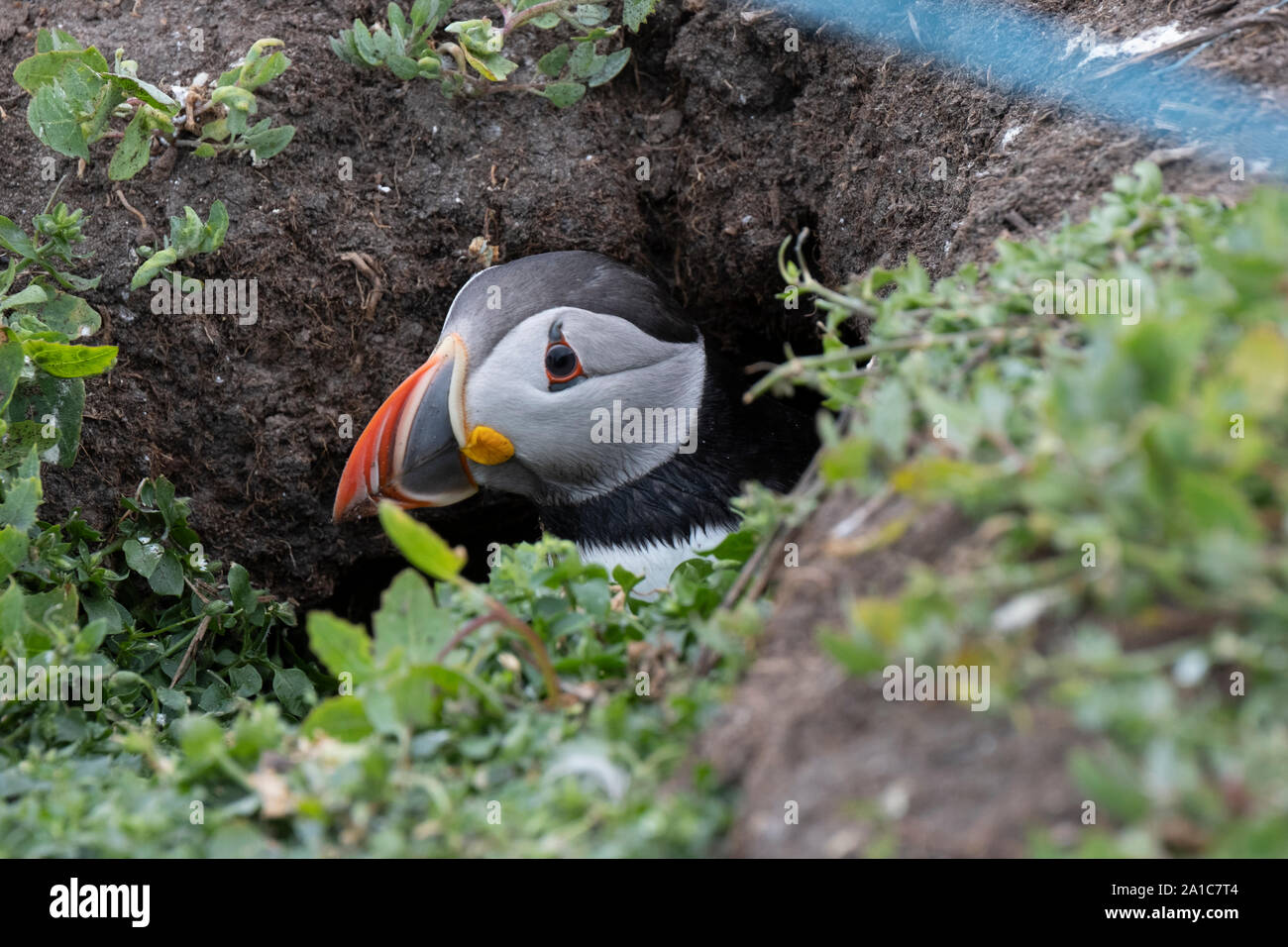 Puffin at nest burrow Stock Photo - Alamy