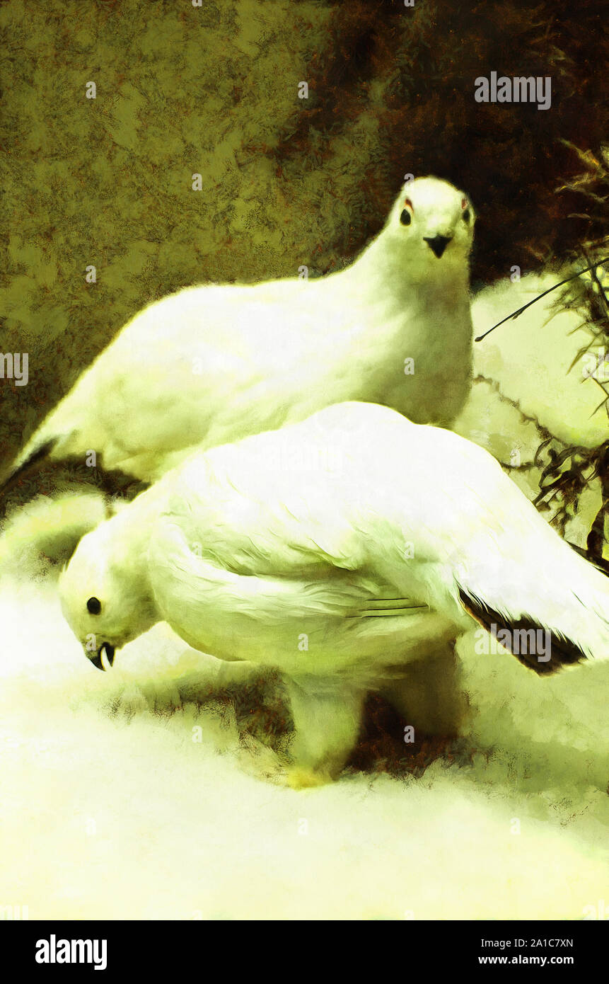 White partridge pictures hi-res stock photography and images - Alamy