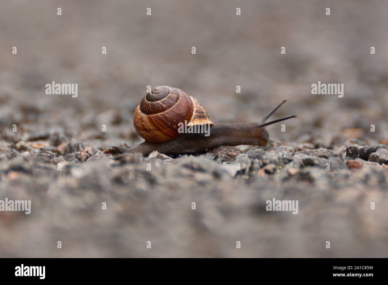 Snail on path Stock Photo - Alamy