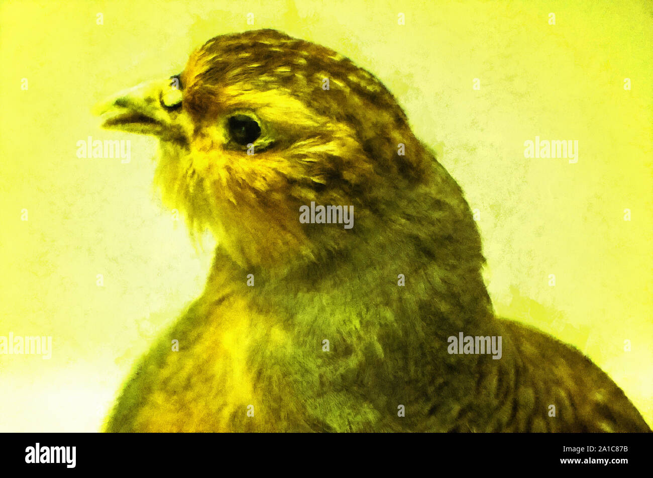 Bearded partridge picture hi-res stock photography and images - Alamy