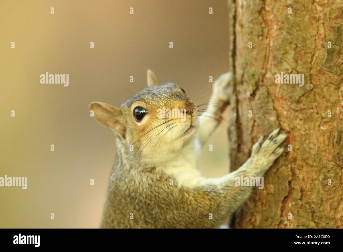 Squirrel hides hi-res stock photography and images - Alamy