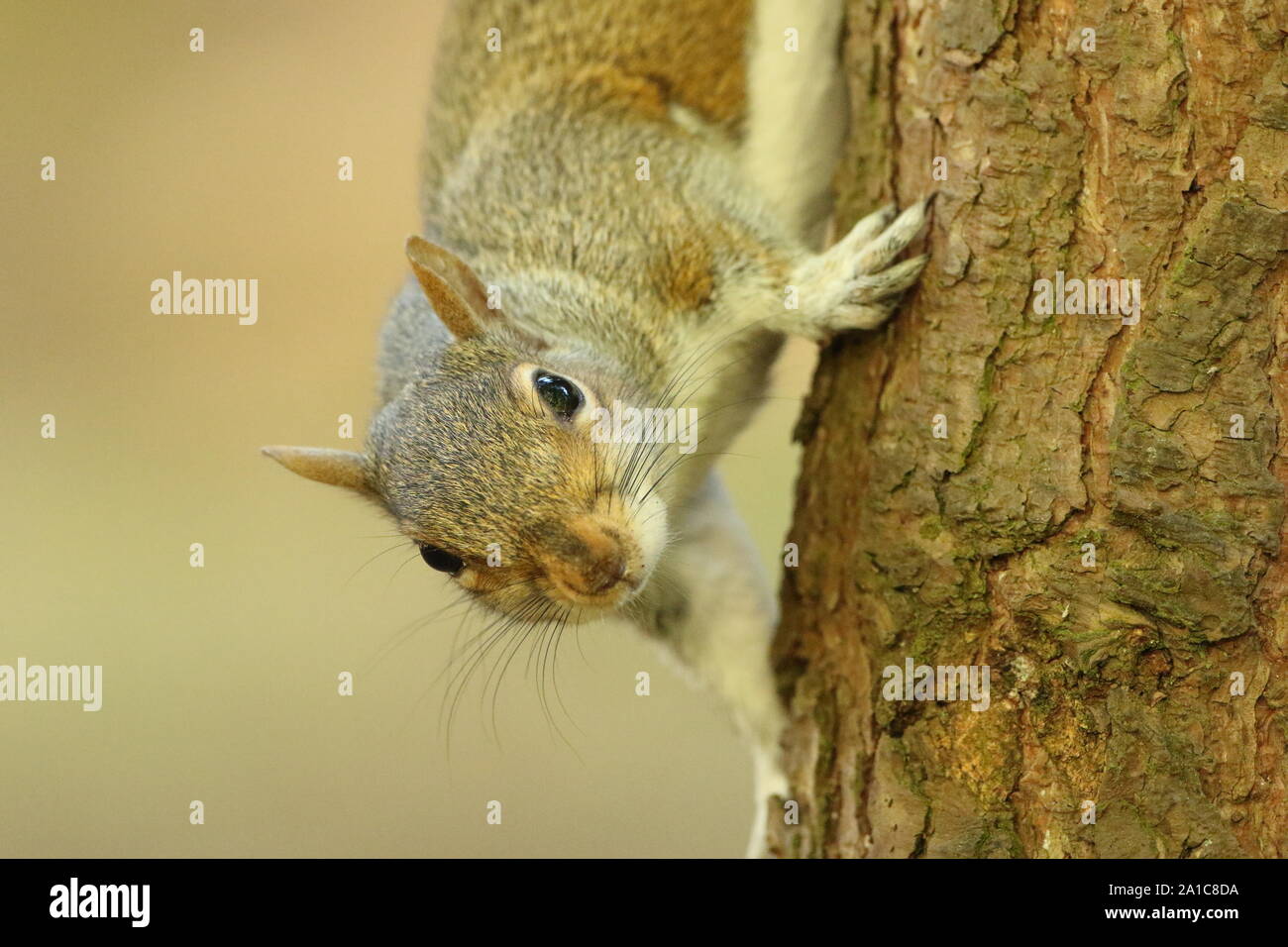 Squirrel hides hi-res stock photography and images - Alamy