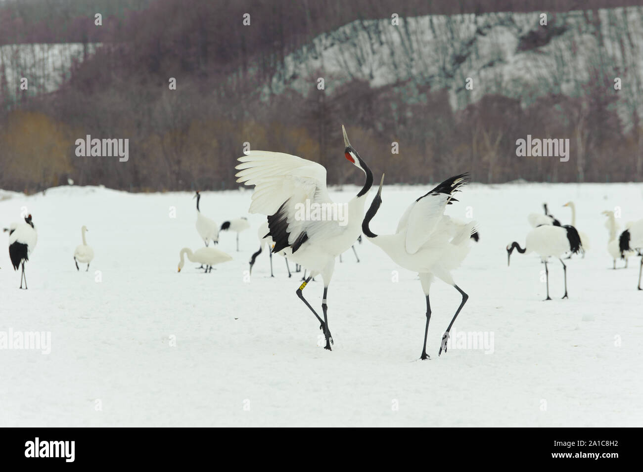 Japanese crane red crowned crane grus japonensis hokkaido japan hi-res ...