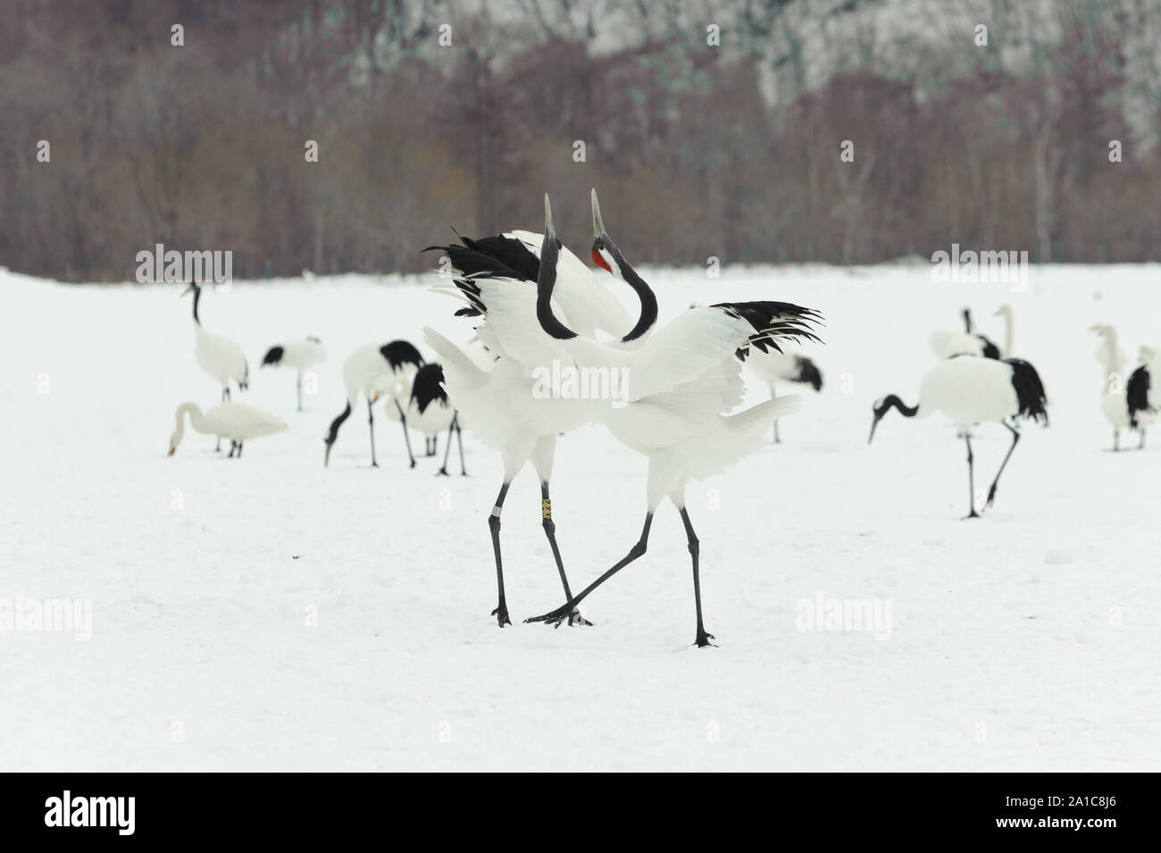 Hokkaido japan cranes hi-res stock photography and images - Alamy