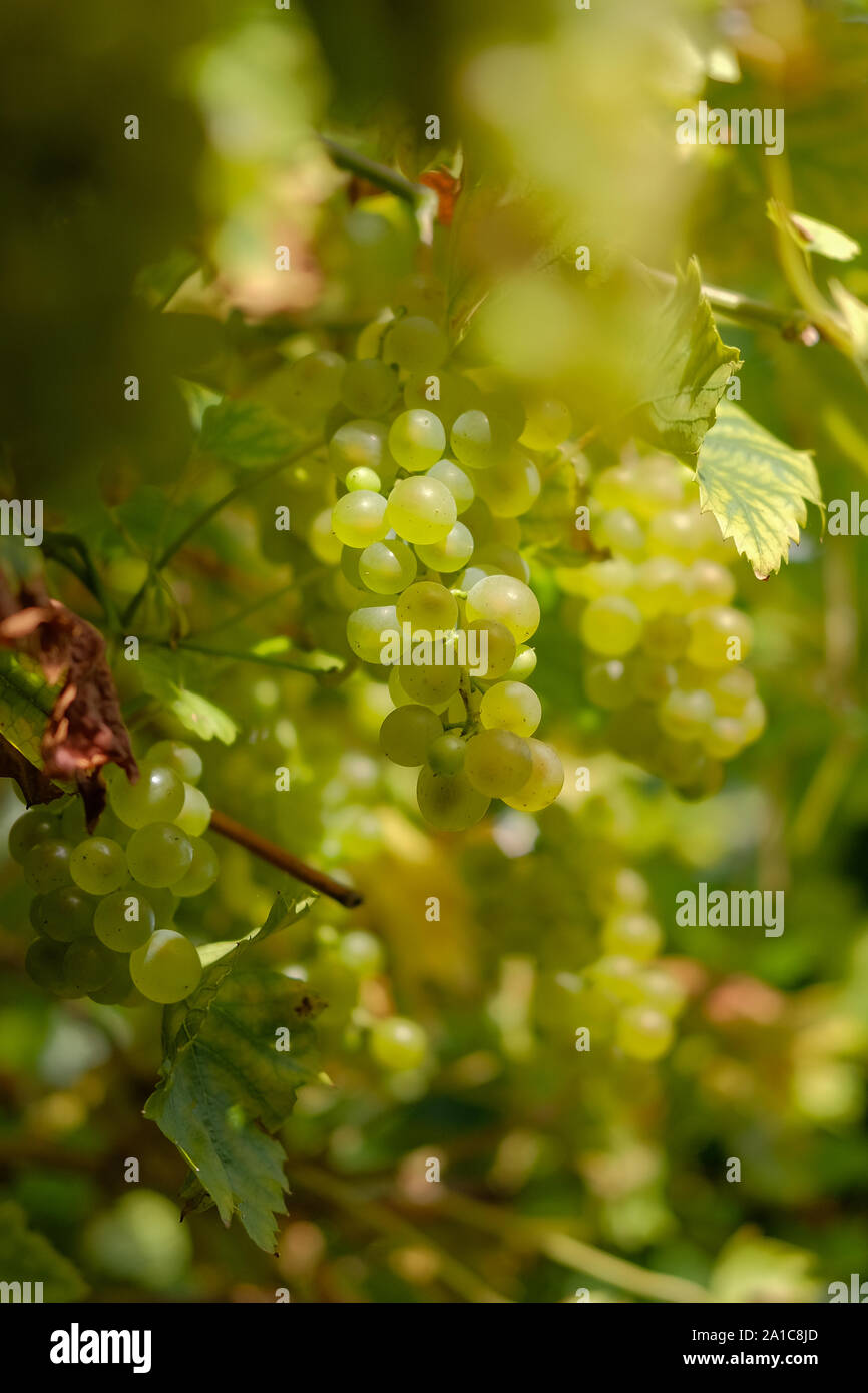 Closeup bunch of white grapes hi-res stock photography and images - Alamy