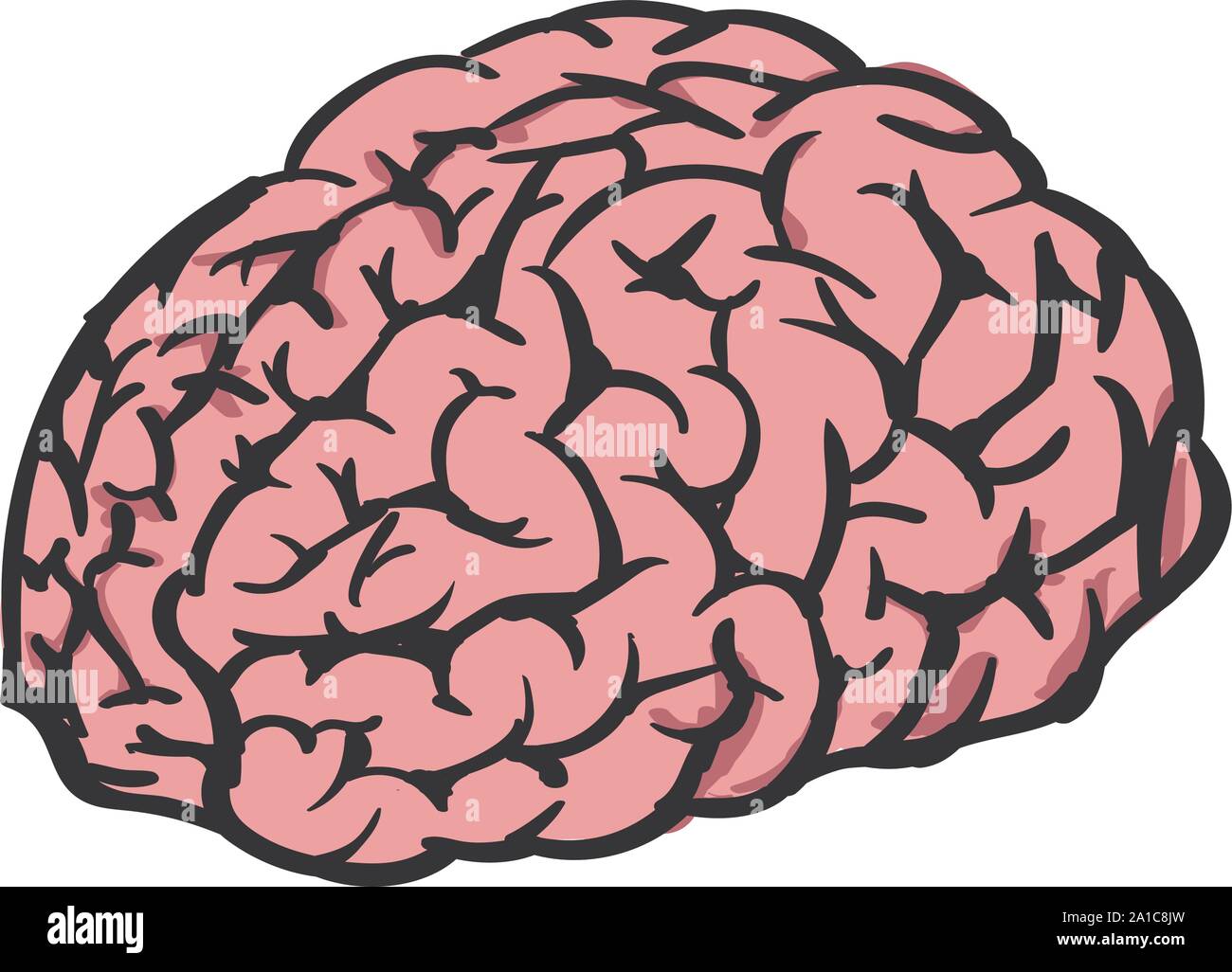 Human brain, illustration, vector on white background Stock Vector ...