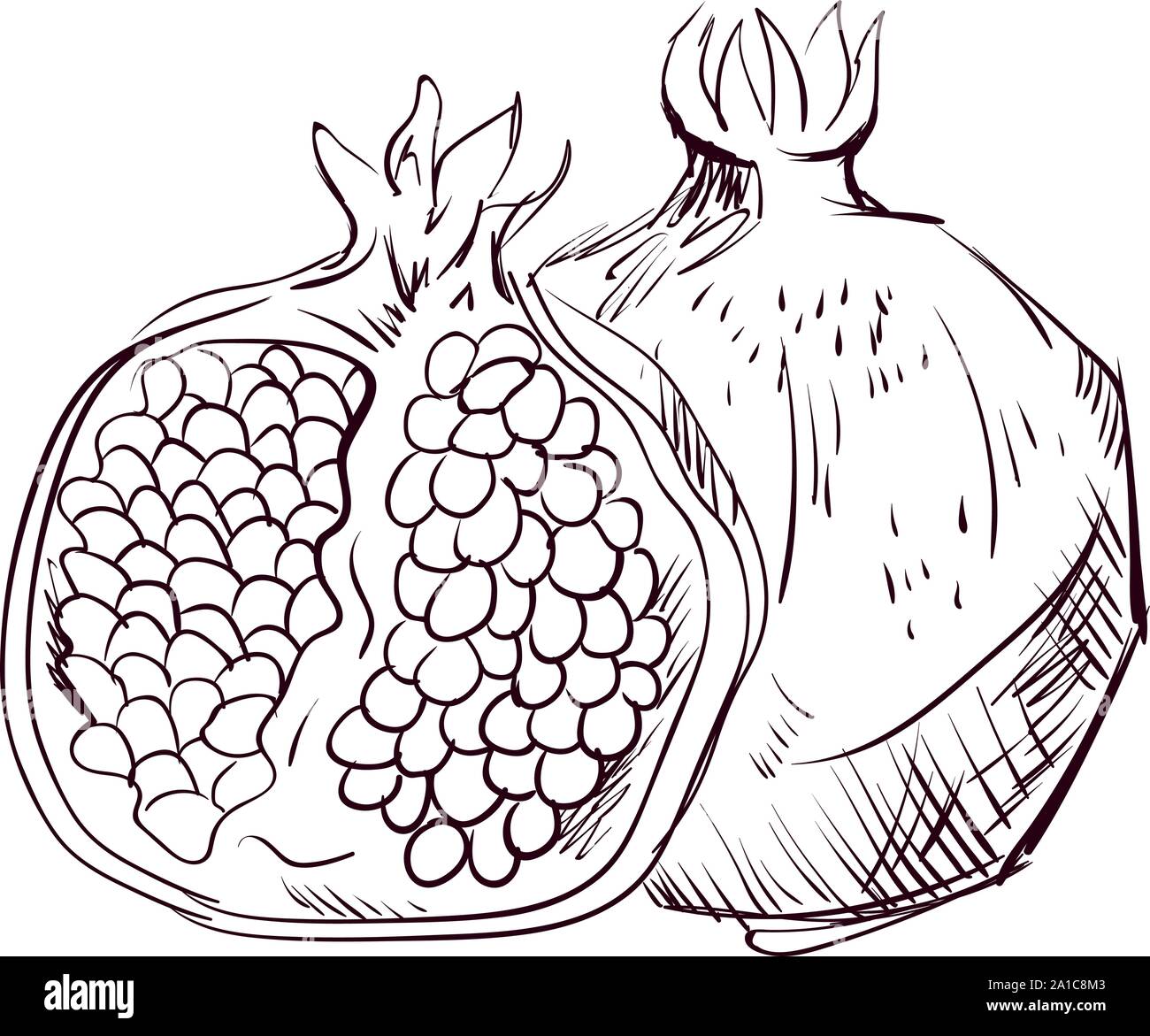 Pomegranate drawing, illustration, vector on white background Stock ...