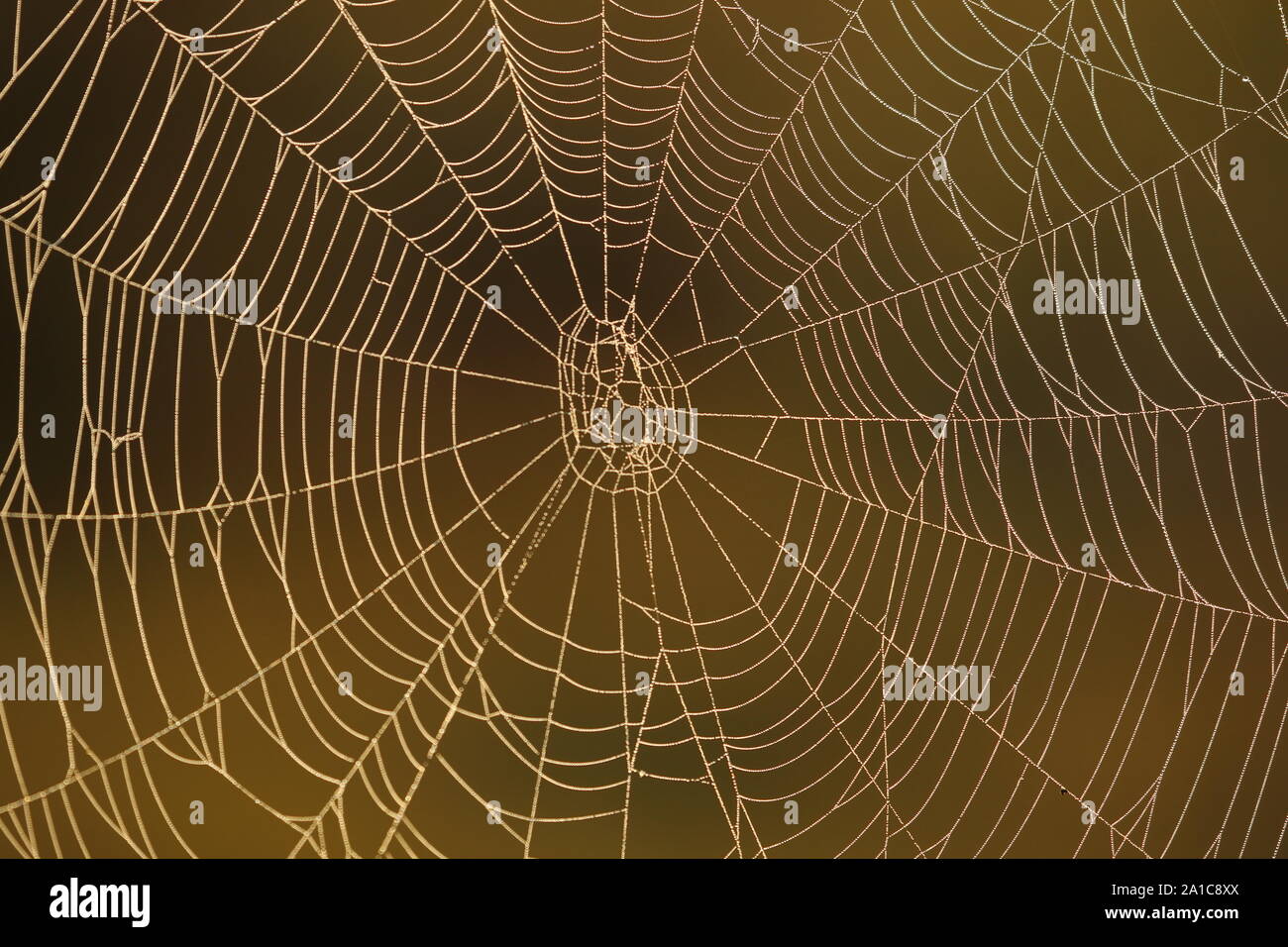 Spider web strength hi-res stock photography and images - Alamy