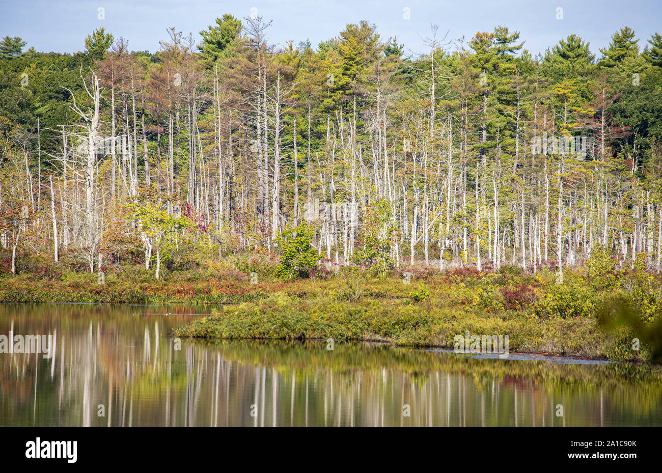 Drowned trees hi-res stock photography and images - Alamy