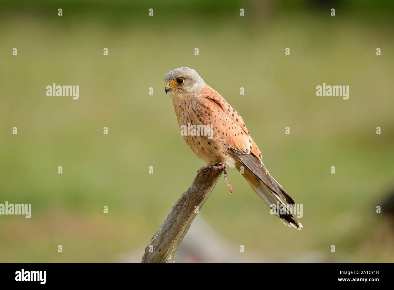 The common kestrel is a bird of prey species belonging to the kestrel ...
