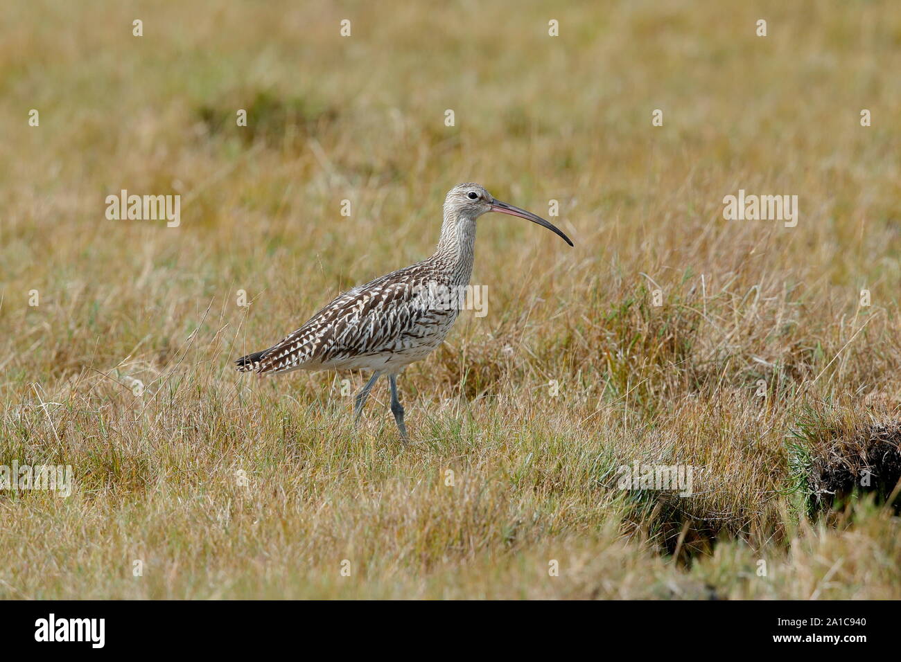 Curlew large wading bird with very long bill hi-res stock photography ...