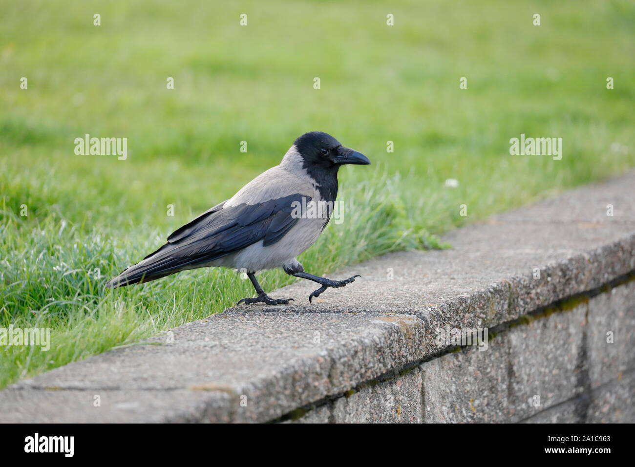 The hooded crow is a Eurasian bird species in the Corvus genus. Widely ...