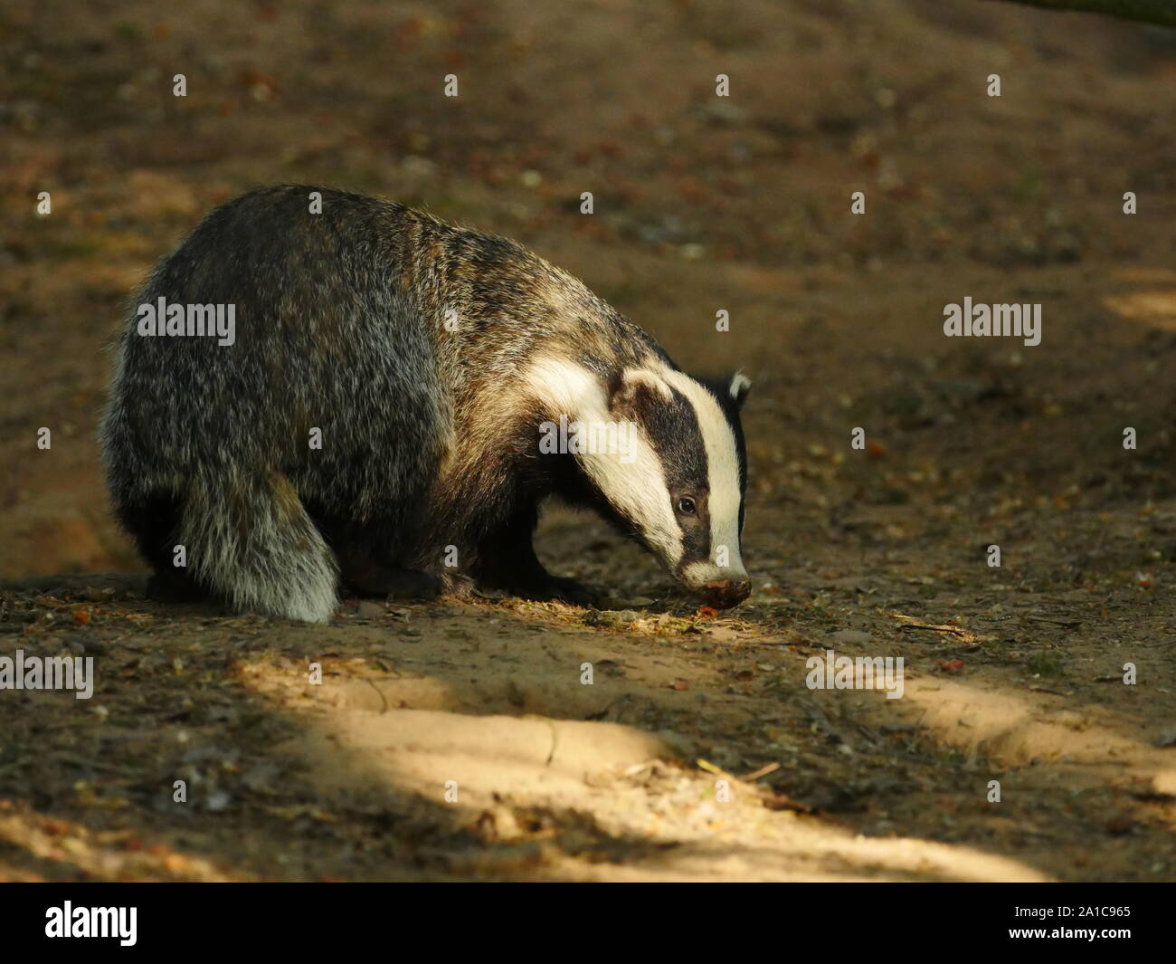 Cows badger hi-res stock photography and images - Alamy