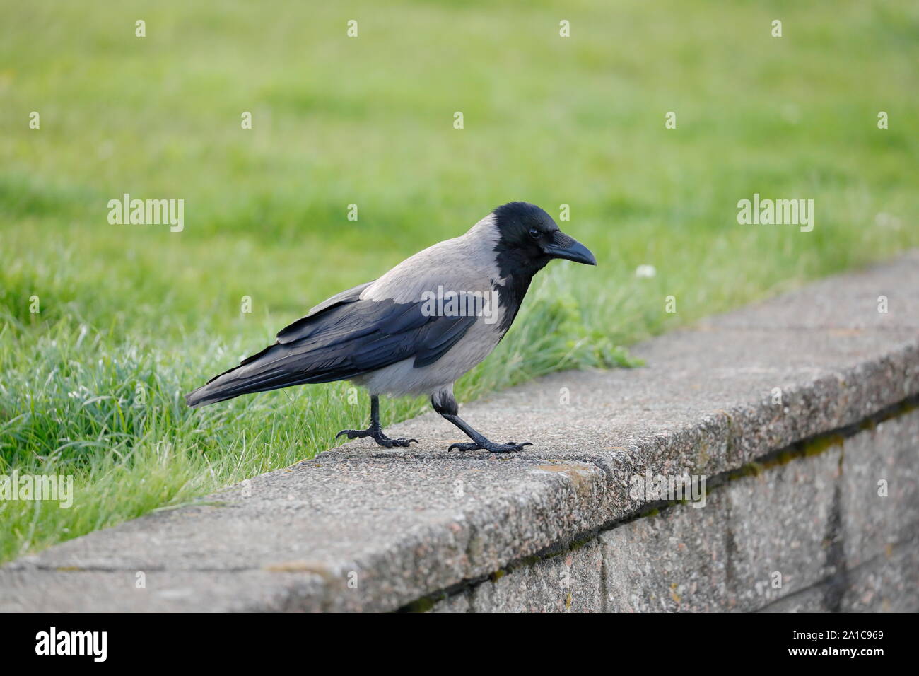 Eurasian crow hi-res stock photography and images - Alamy