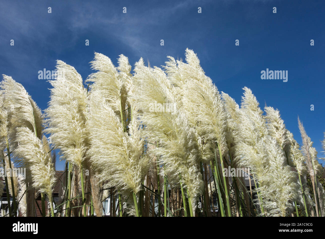 Tussocks of Pampas grass (Cortaderia selloana) in swinging suburbia ...