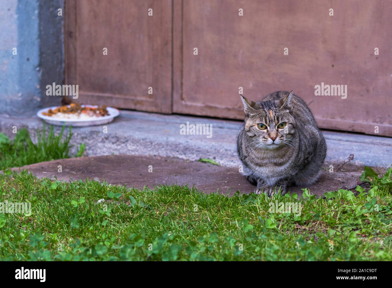 Beauty stray cat in a farm. Brown tabby hair Stock Photo - Alamy