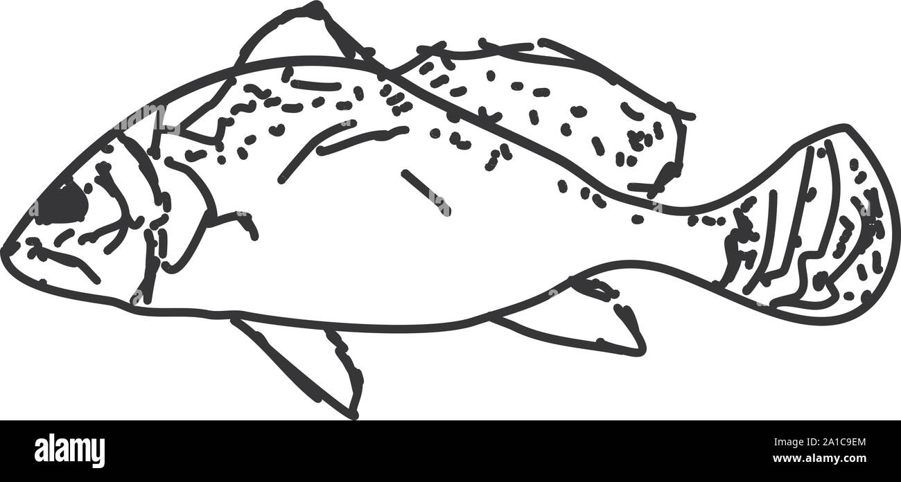 Fish drawing, illustration, vector on white background Stock Vector ...