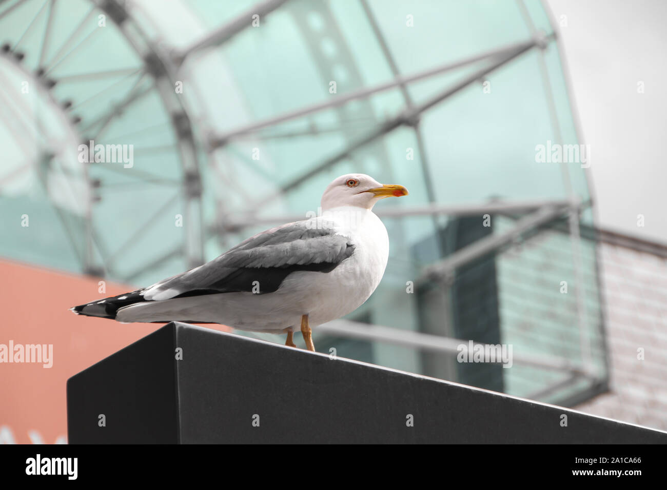 Seagull sitting on a sign in front of a building Stock Photo - Alamy