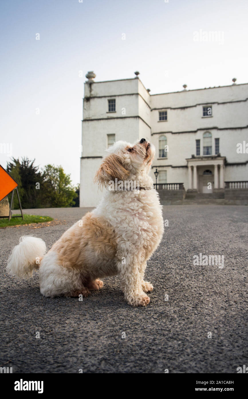 Photograph of a dog posing in front of a camera Stock Photo - Alamy
