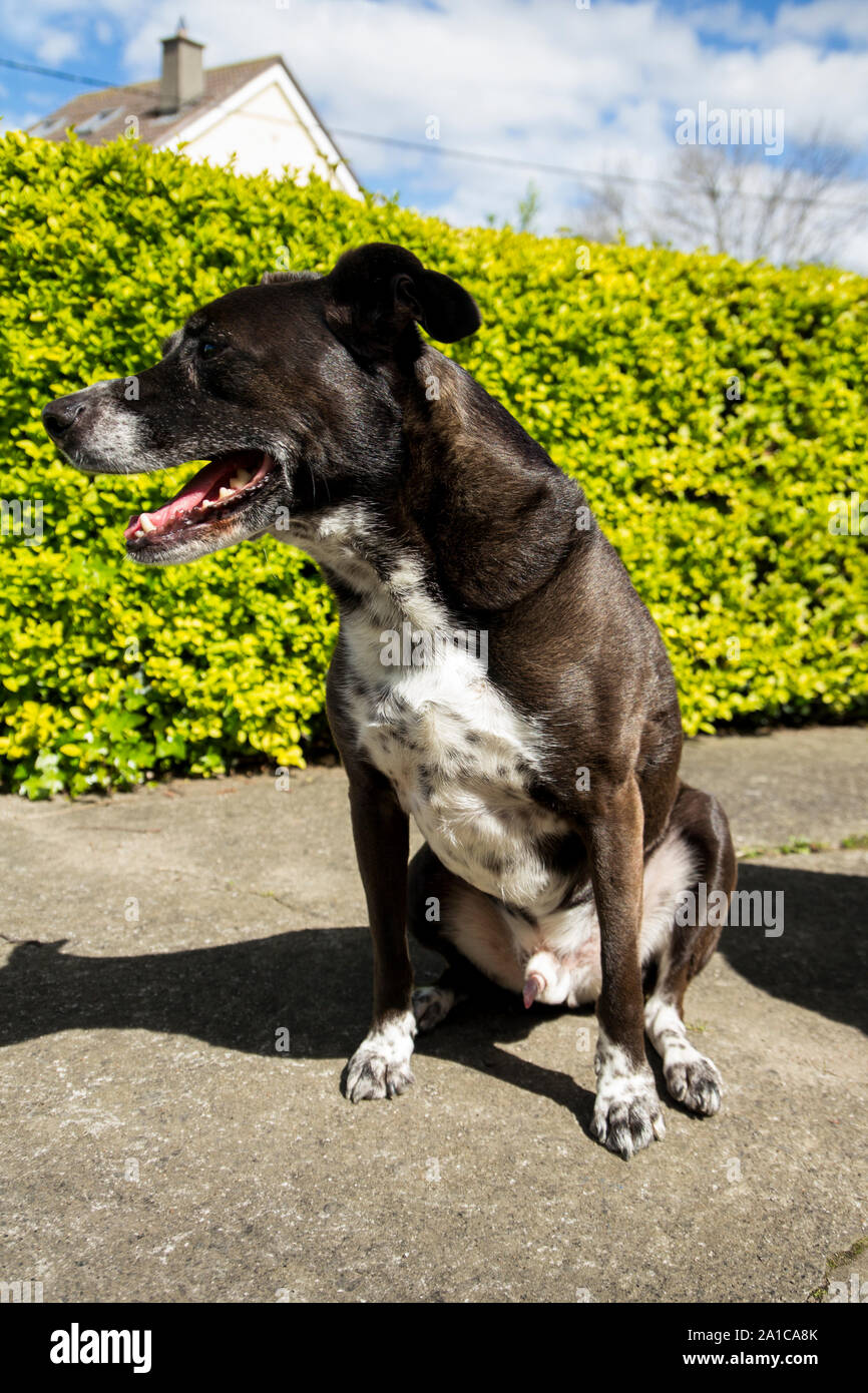 Photograph of a dog posing in front of a camera Stock Photo - Alamy