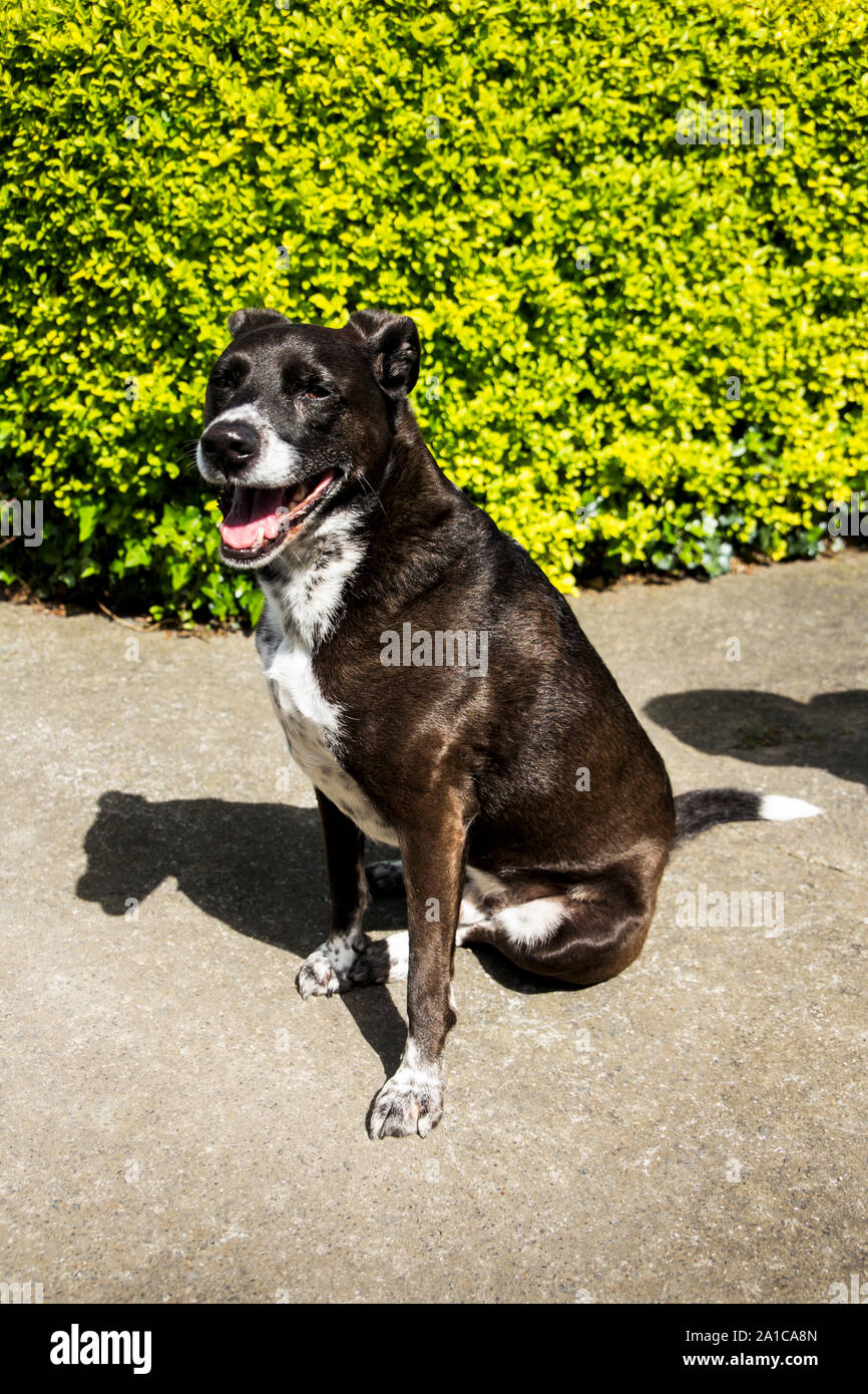 Photograph of a dog posing in front of a camera Stock Photo - Alamy