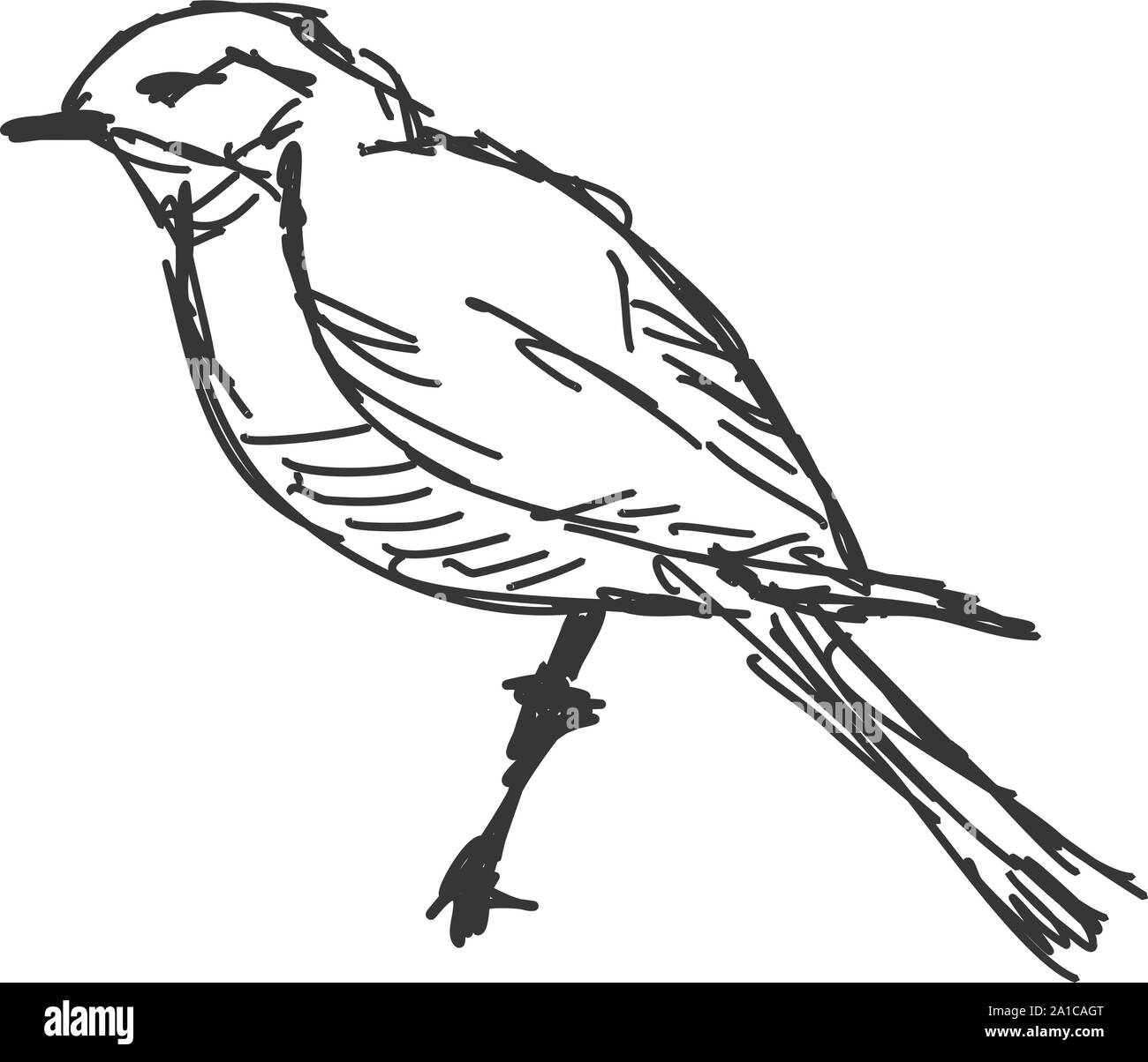 Bird drawing, illustration, vector on white background Stock Vector ...