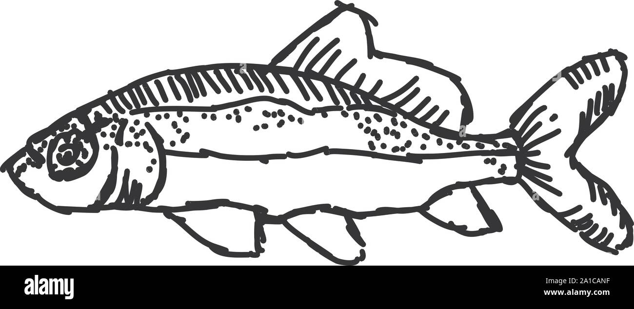 Fish sketch, illustration, vector on white background Stock Vector ...
