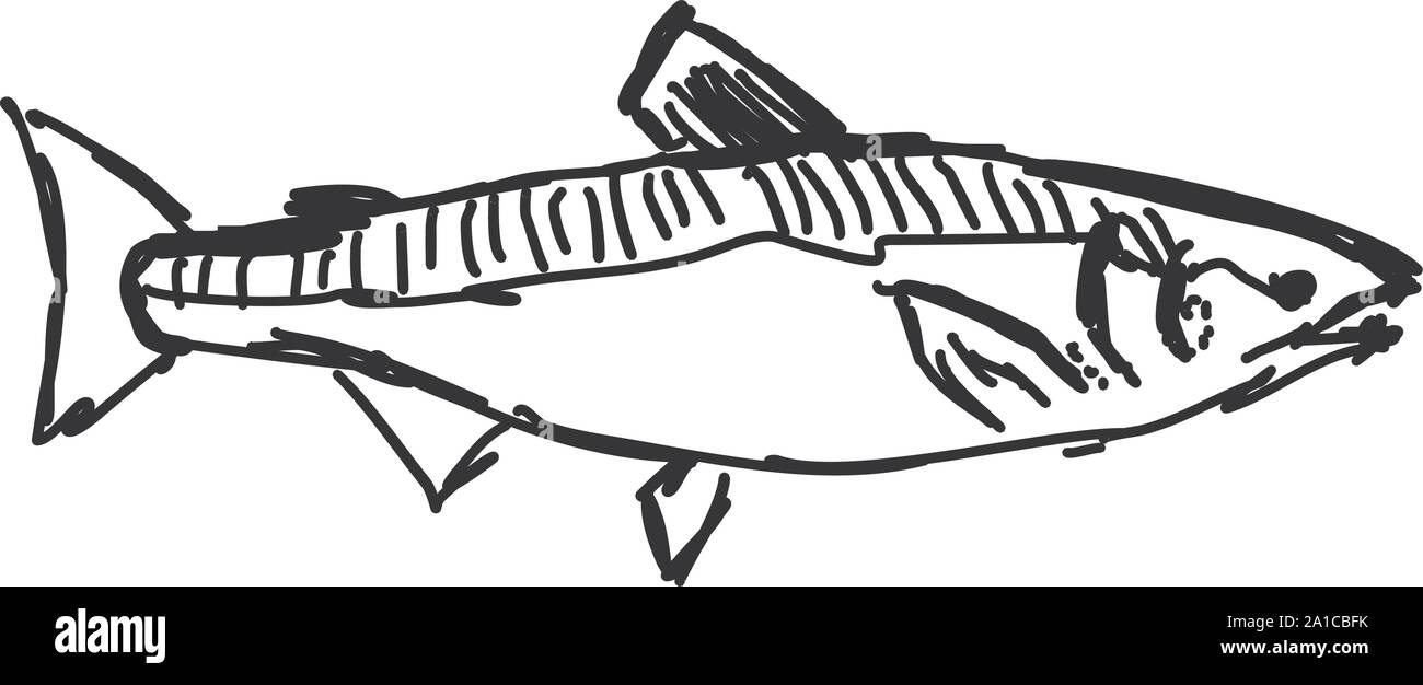 Fish sketch, illustration, vector on white background Stock Vector ...
